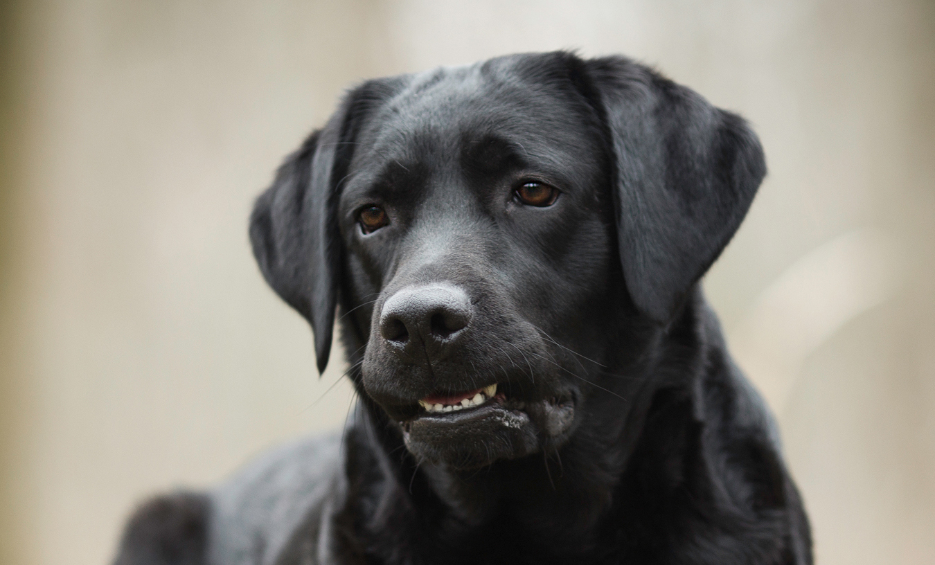 Un labrador din Ploiești a mers peste 100 de km, pentru a-și mușca, în ...