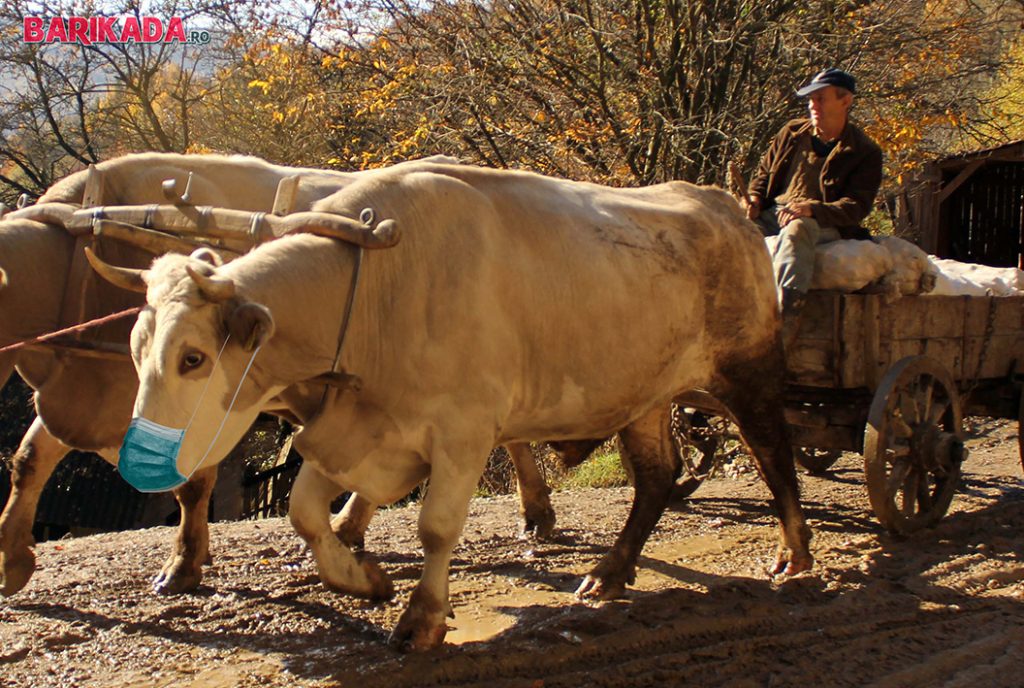 bou cu masca - Barikada