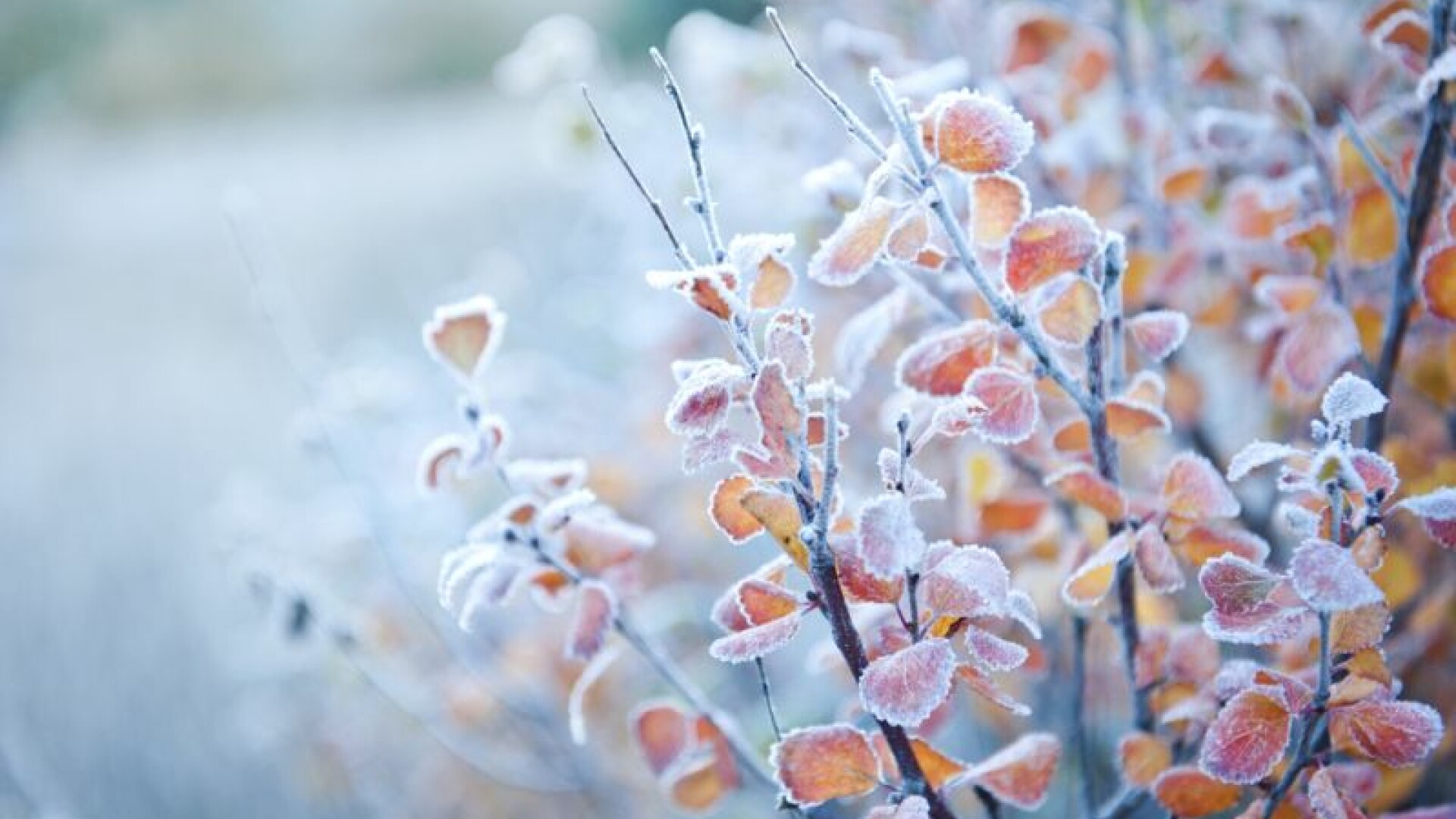 Recorduri de frig, doborâte în 3 stații din țară. Meteorolog: Un aer ...